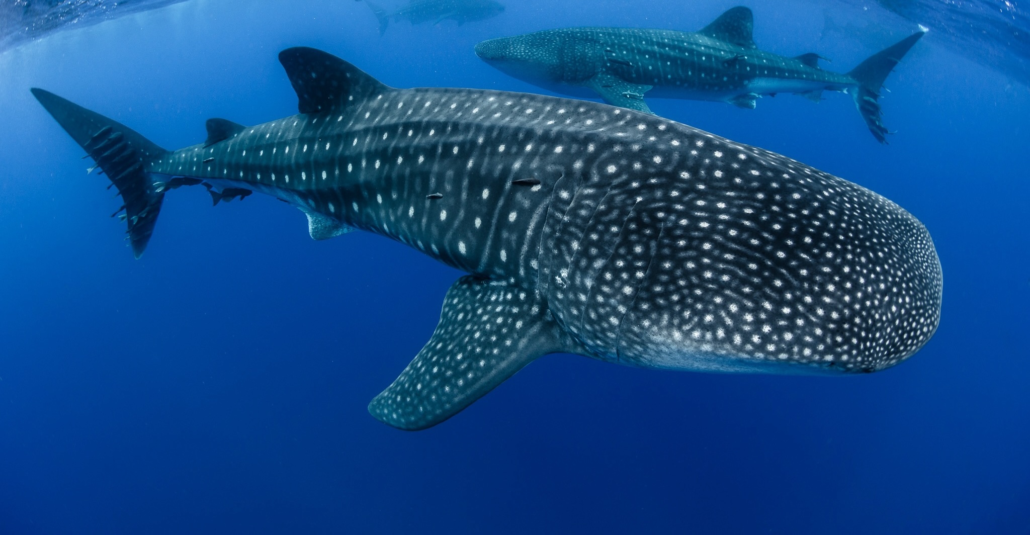 India's fisherfolk mark 'monumental milestone' for whale sharks ...