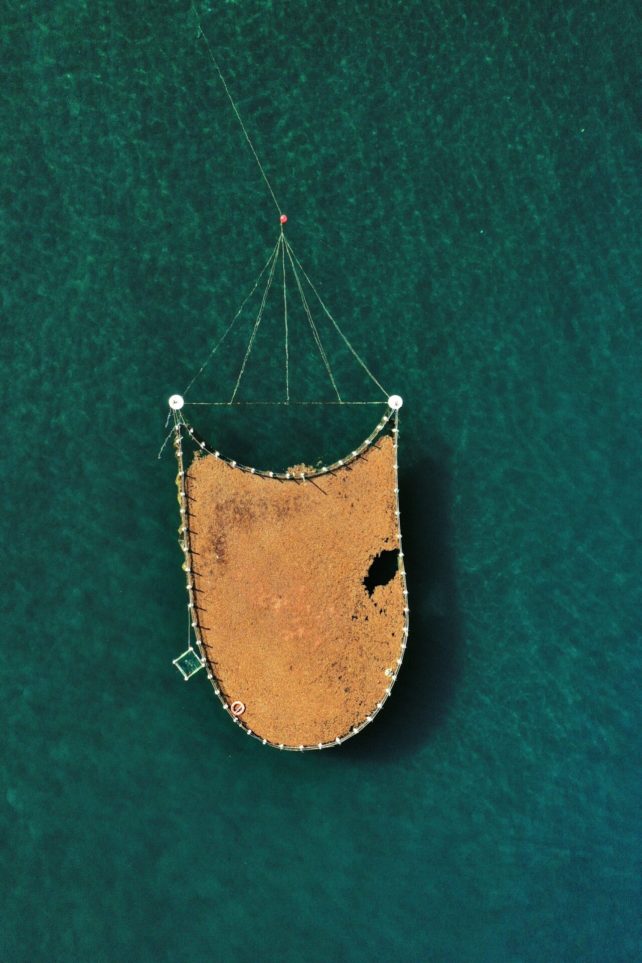 Enough of your sargassum: Invasive seaweed "unlocks economies ...