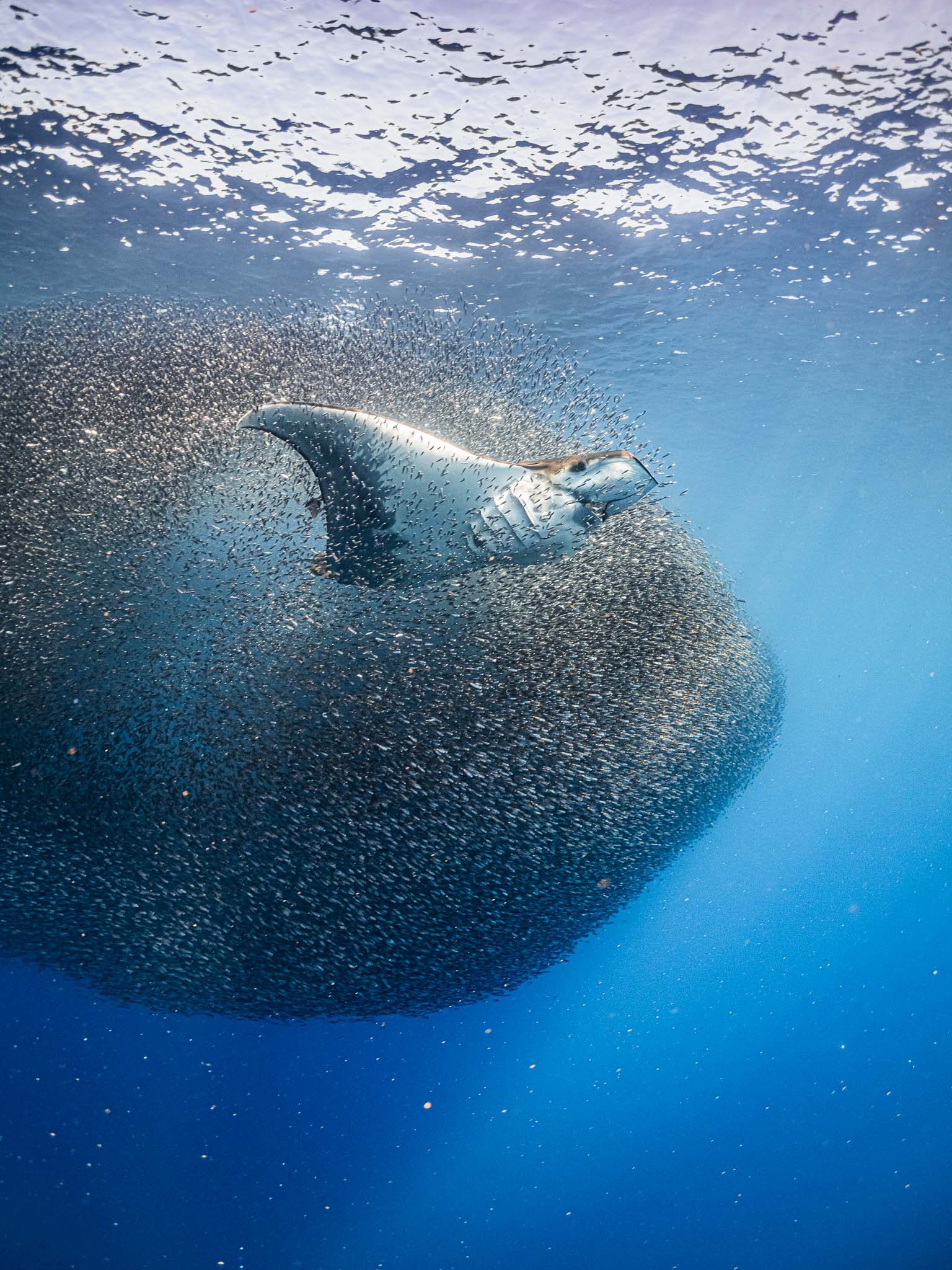 Devil rays filter-feeding inspires microplastic pollution innovation ...