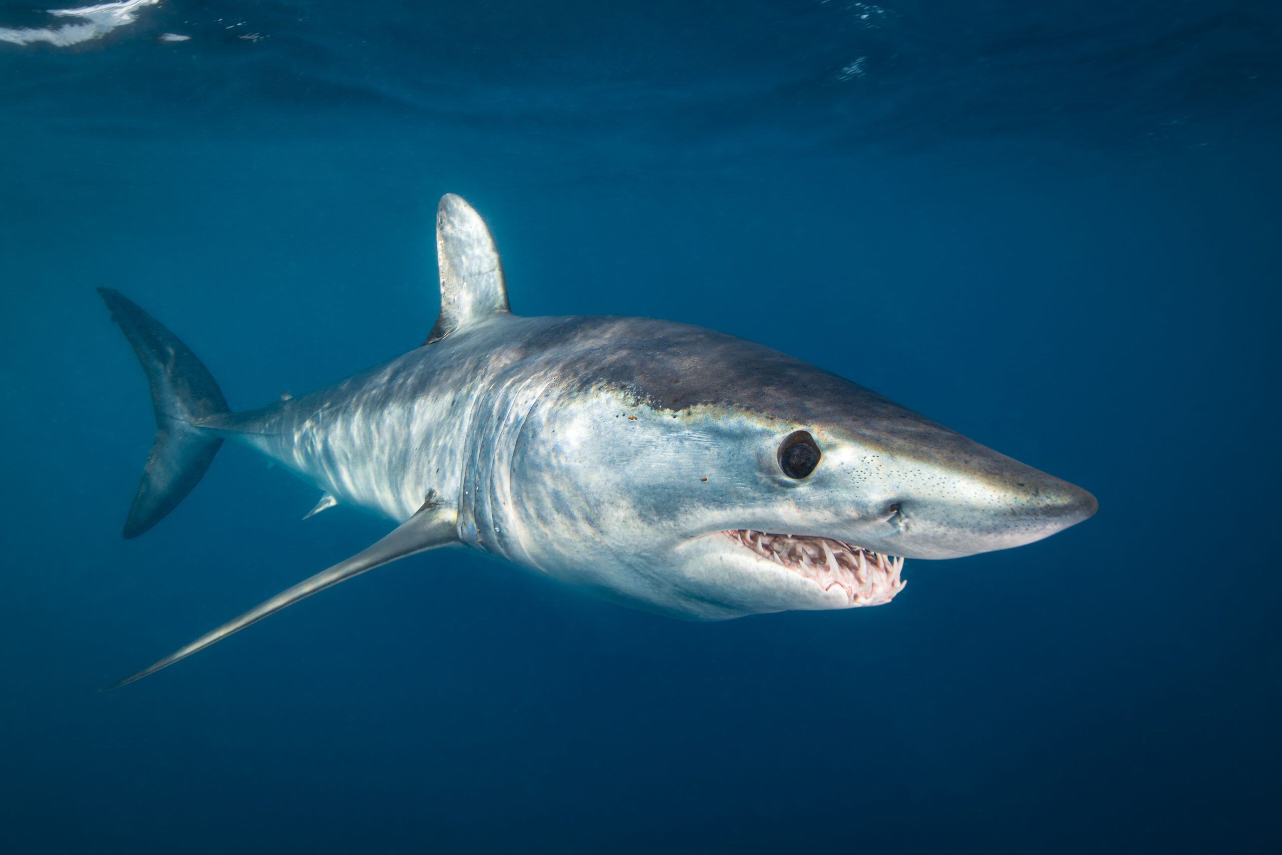 Rare mako shark 'could survive catastrophe' with genetic lifeline ...