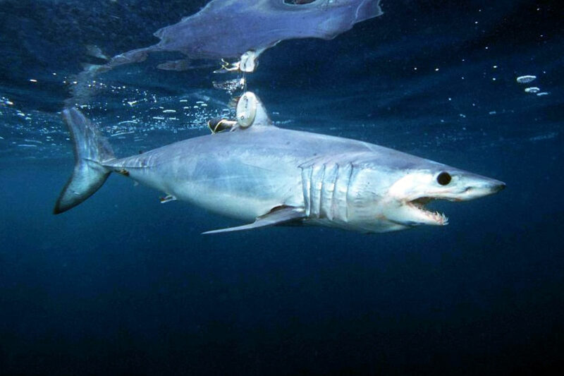 Rare mako shark 'could survive catastrophe' with genetic lifeline ...
