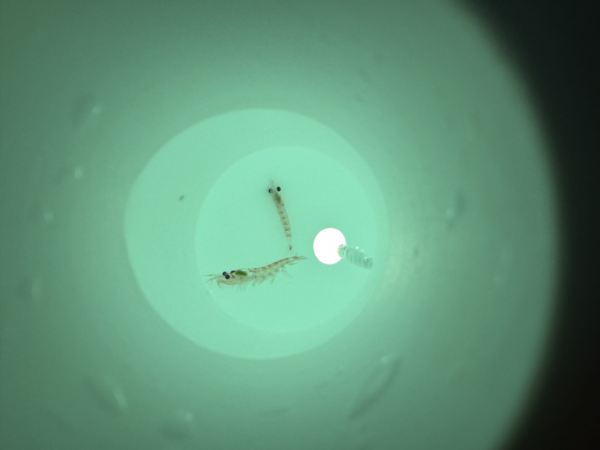 Researchers now watch Antarctic krill from space - Oceanographic