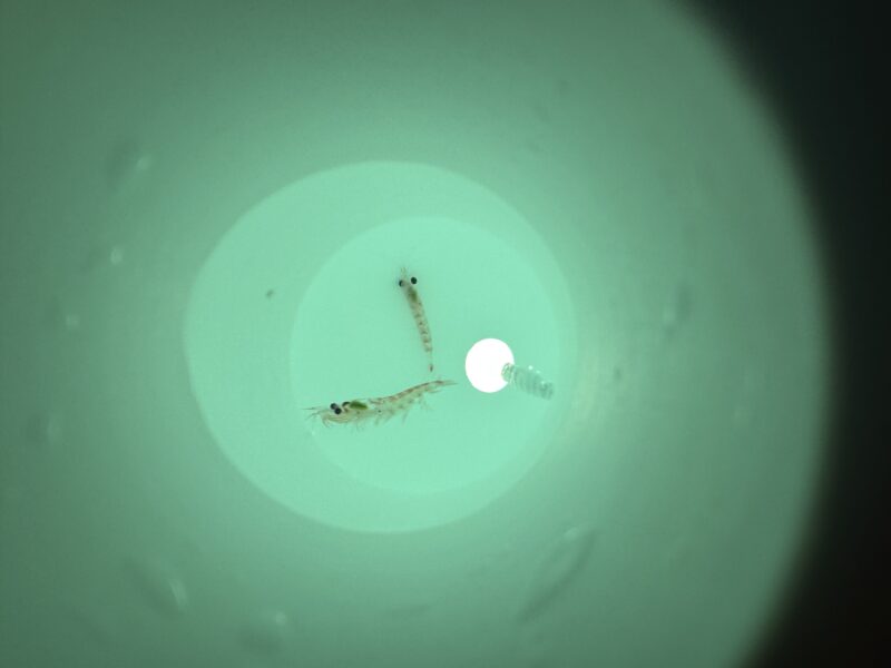 Researchers now watch Antarctic krill from space - Oceanographic