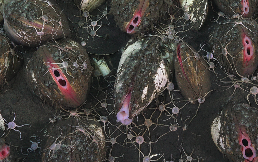 Almost 500 deep-sea species found in Costa Rica's methane seeps ...