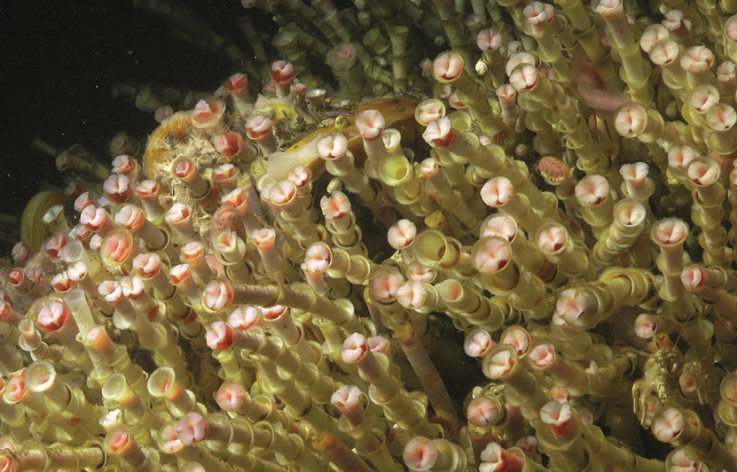 Almost 500 deep-sea species found in Costa Rica's methane seeps ...