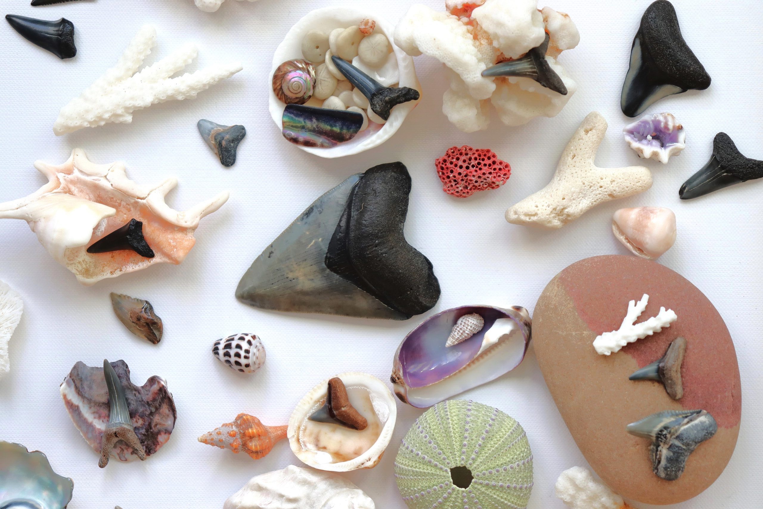 How to find a megalodon tooth in Florida