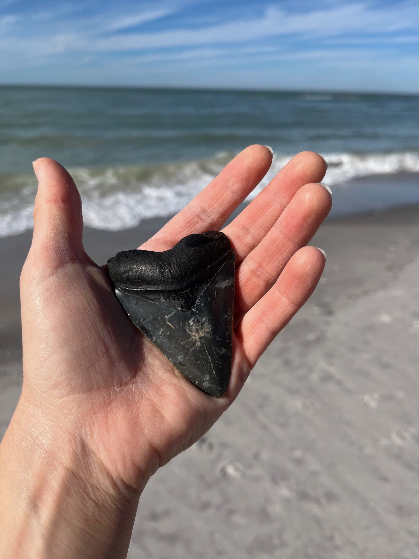 How to find a megalodon tooth in Florida