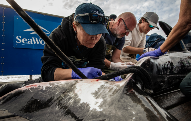 Largest ever great white shark recorded and tagged in the Atlantic ...