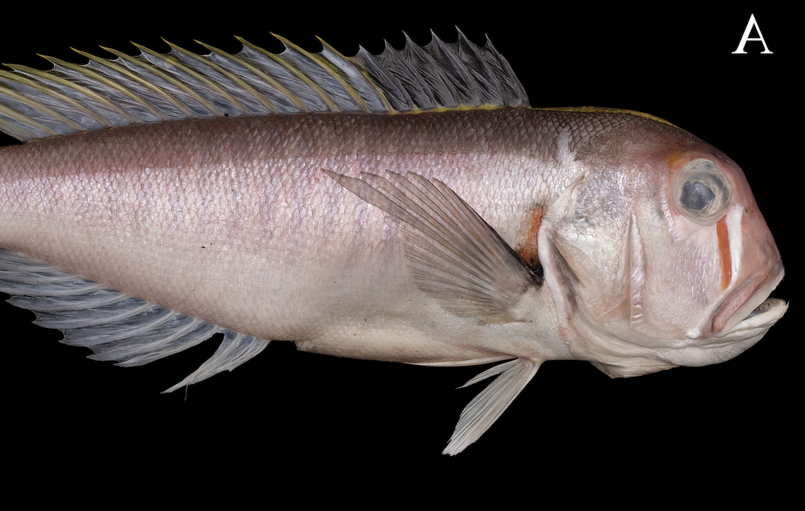 Fish named after Studio Ghibli film bears "message for the world ...