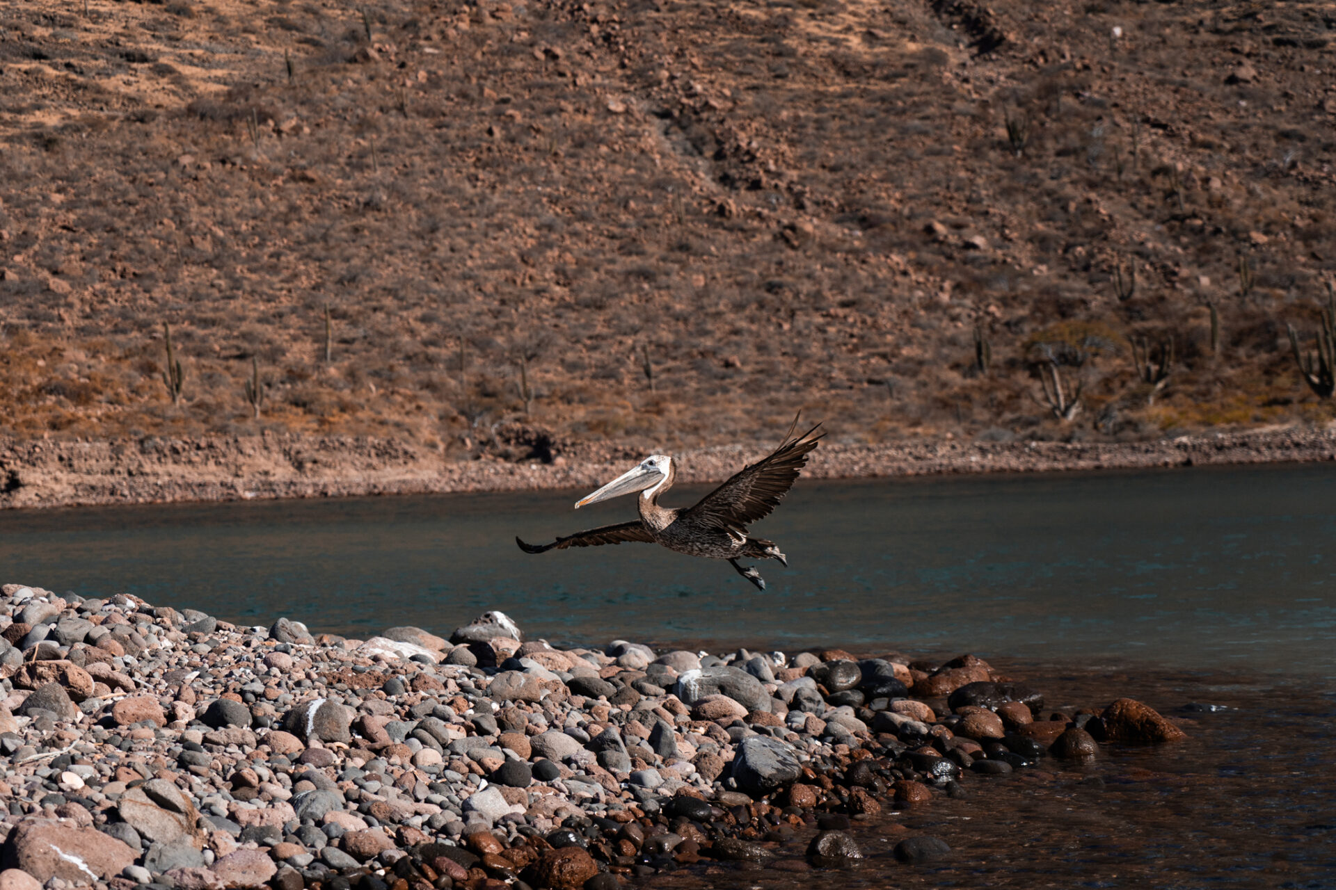 Tagging hammerhead sharks