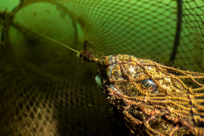 DEEP: Humans to permanently live underwater from 2027