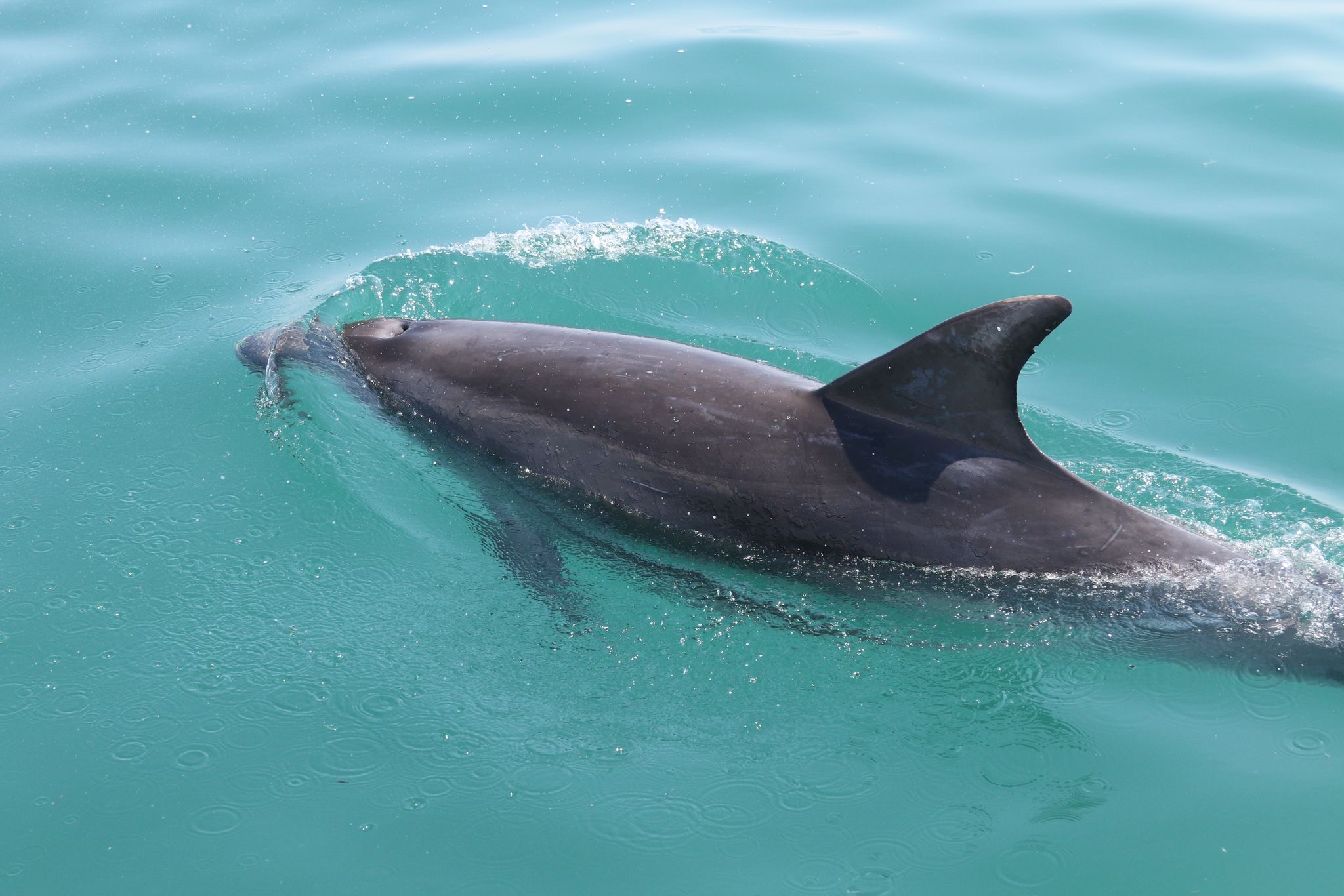 Sussex Dolphin Project seeks funding to help dolphin research ...