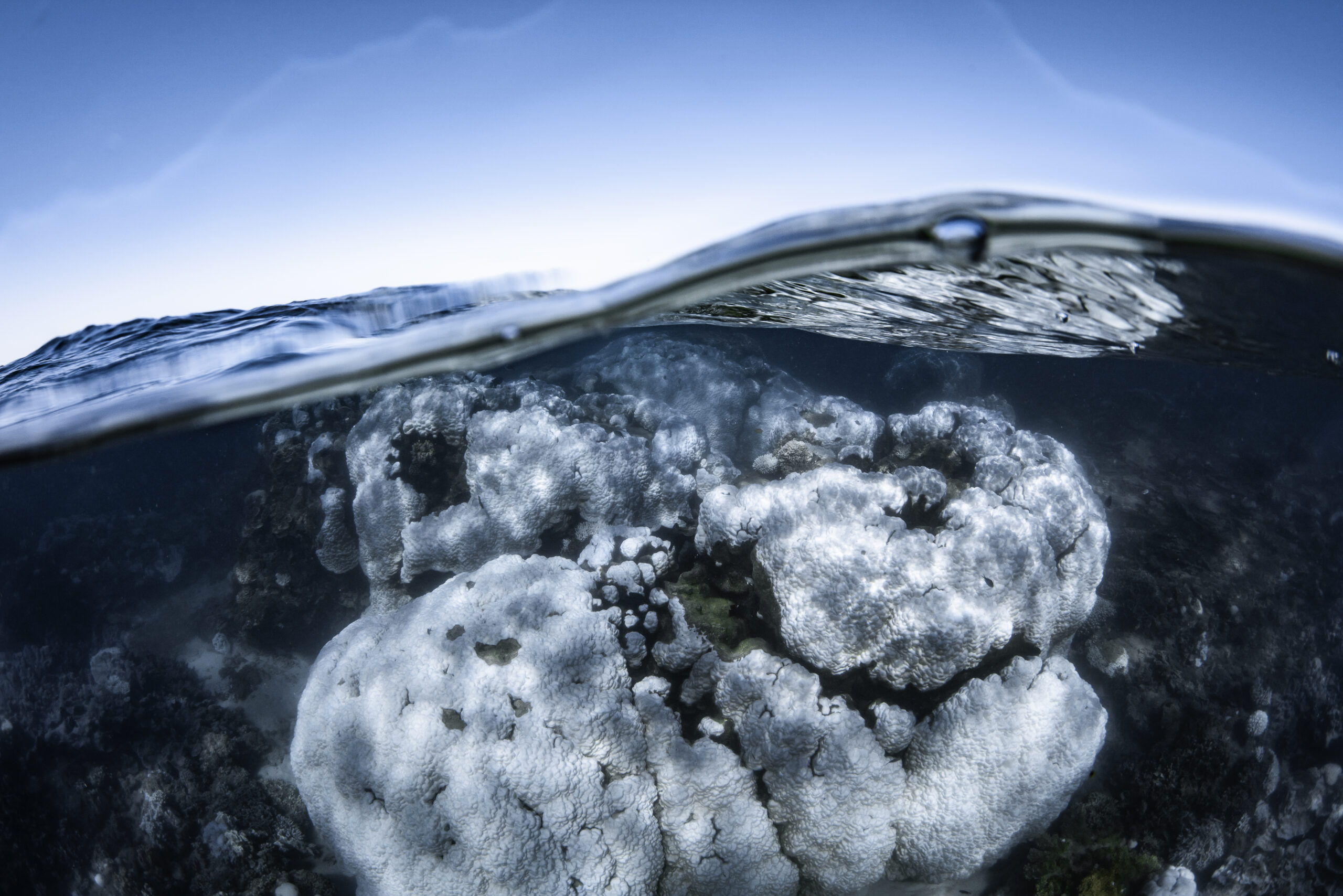 Callum Roberts: Is coral bleaching a death sentence? - Oceanographic