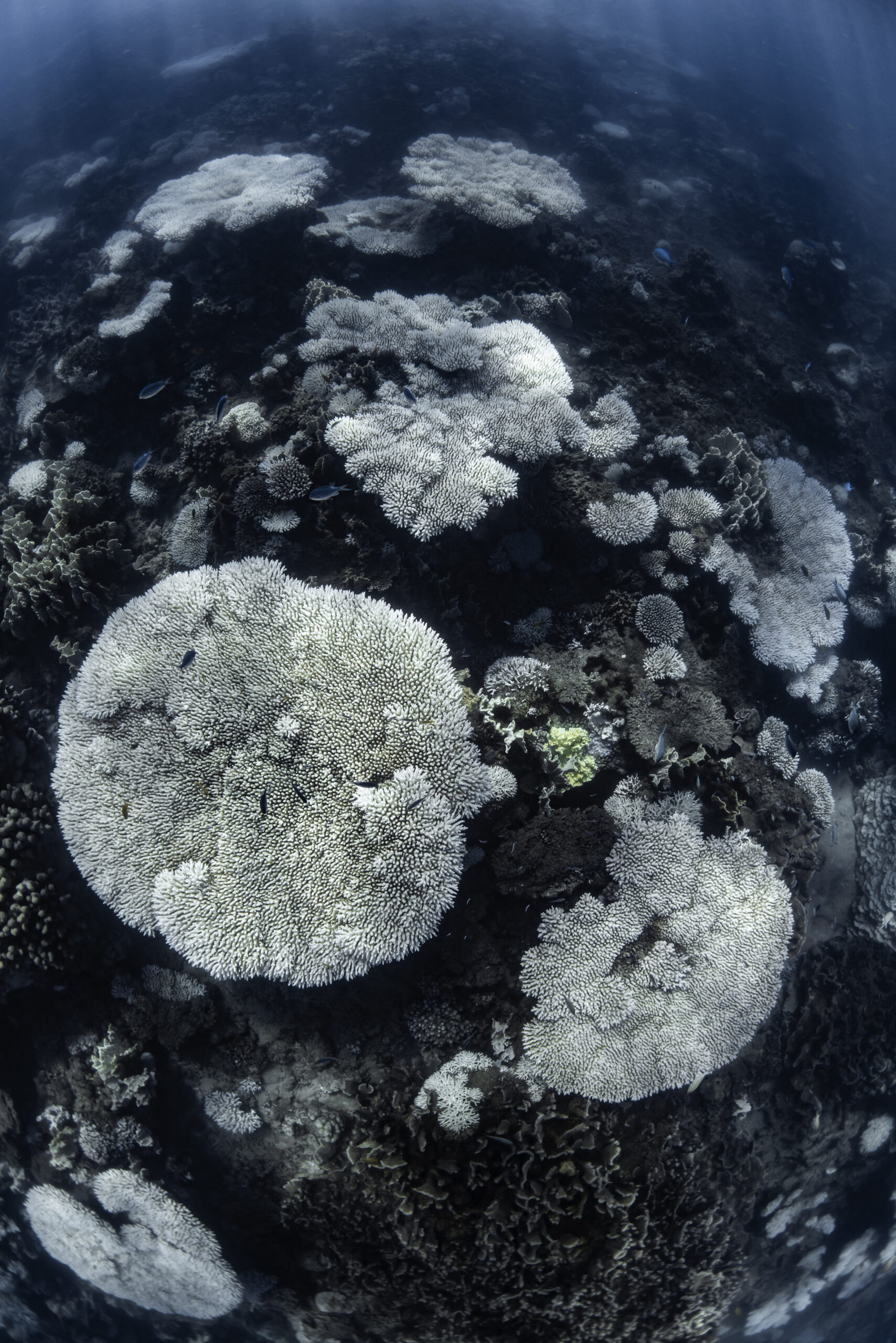 Severe bleaching leaves swathes of coral on brink of death - Oceanographic