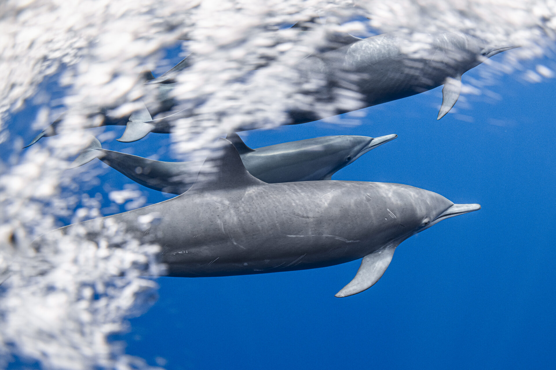 Oceanographic Magazine - Conservation / Exploration / Adventure