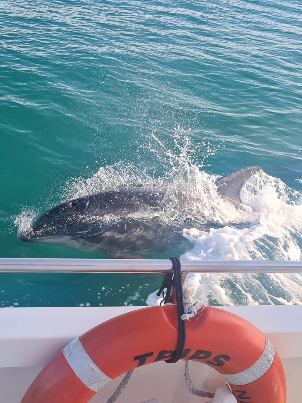 Brighton: Unexpected dolphins