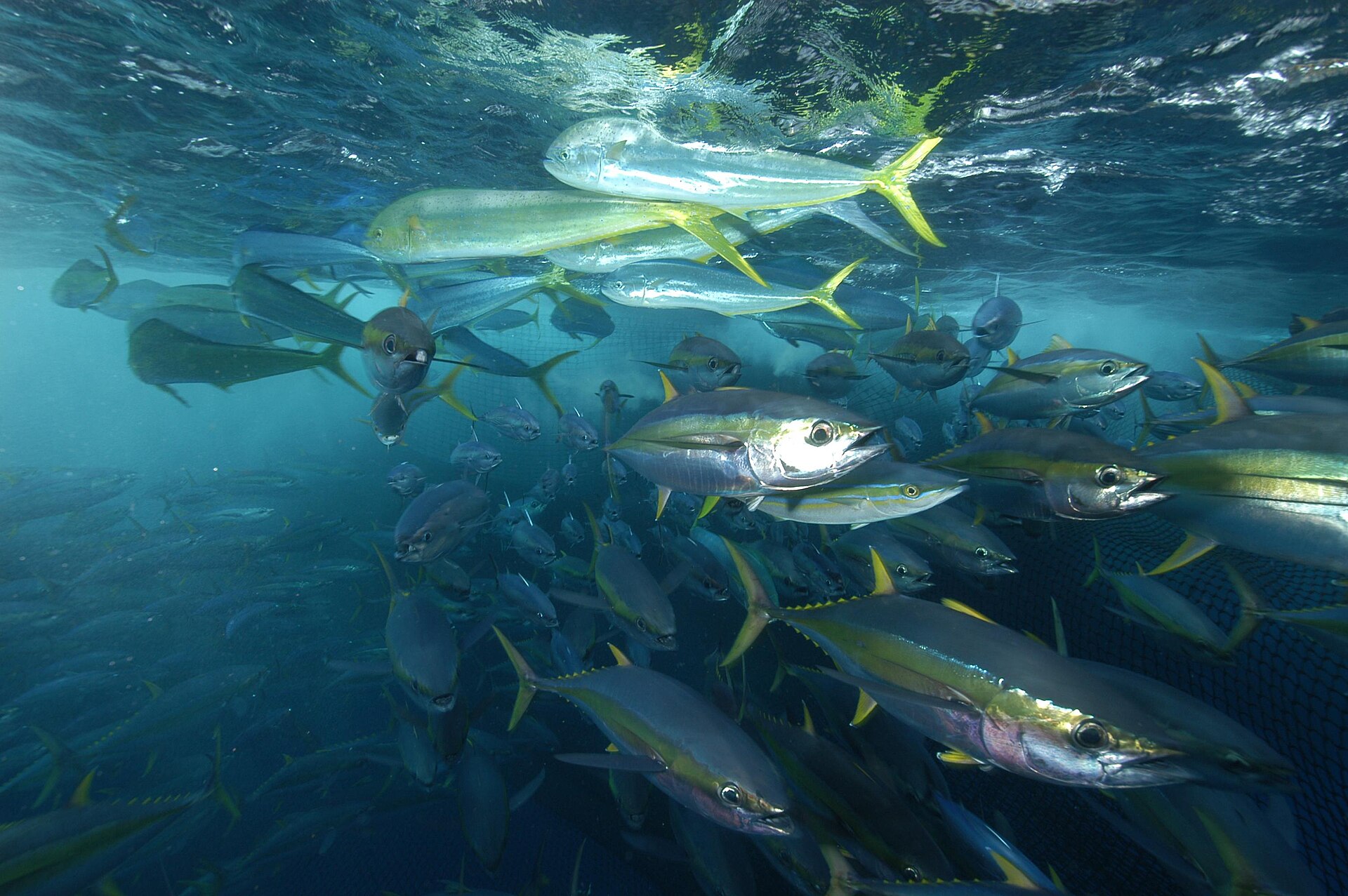 Ocean news from around the world - Oceanographic