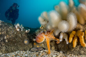 DEEP: Humans to permanently live underwater from 2027