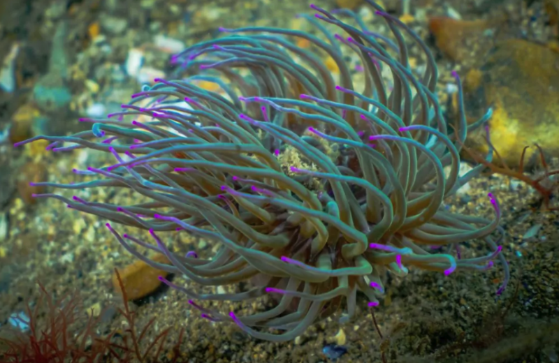 DEEP: Humans to permanently live underwater from 2027