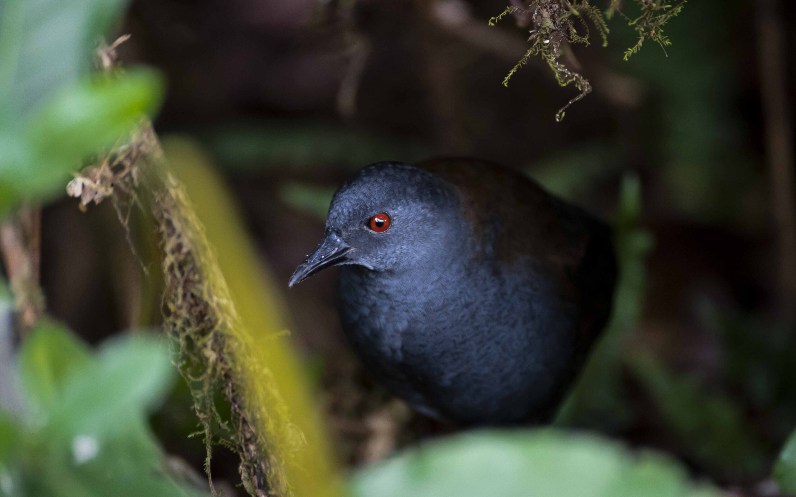 Crake to see you! Galapagos island bird back after 200 years ...