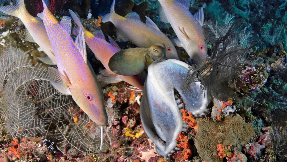 Meal deal: Octopus and fish work together to catch dinner - Oceanographic