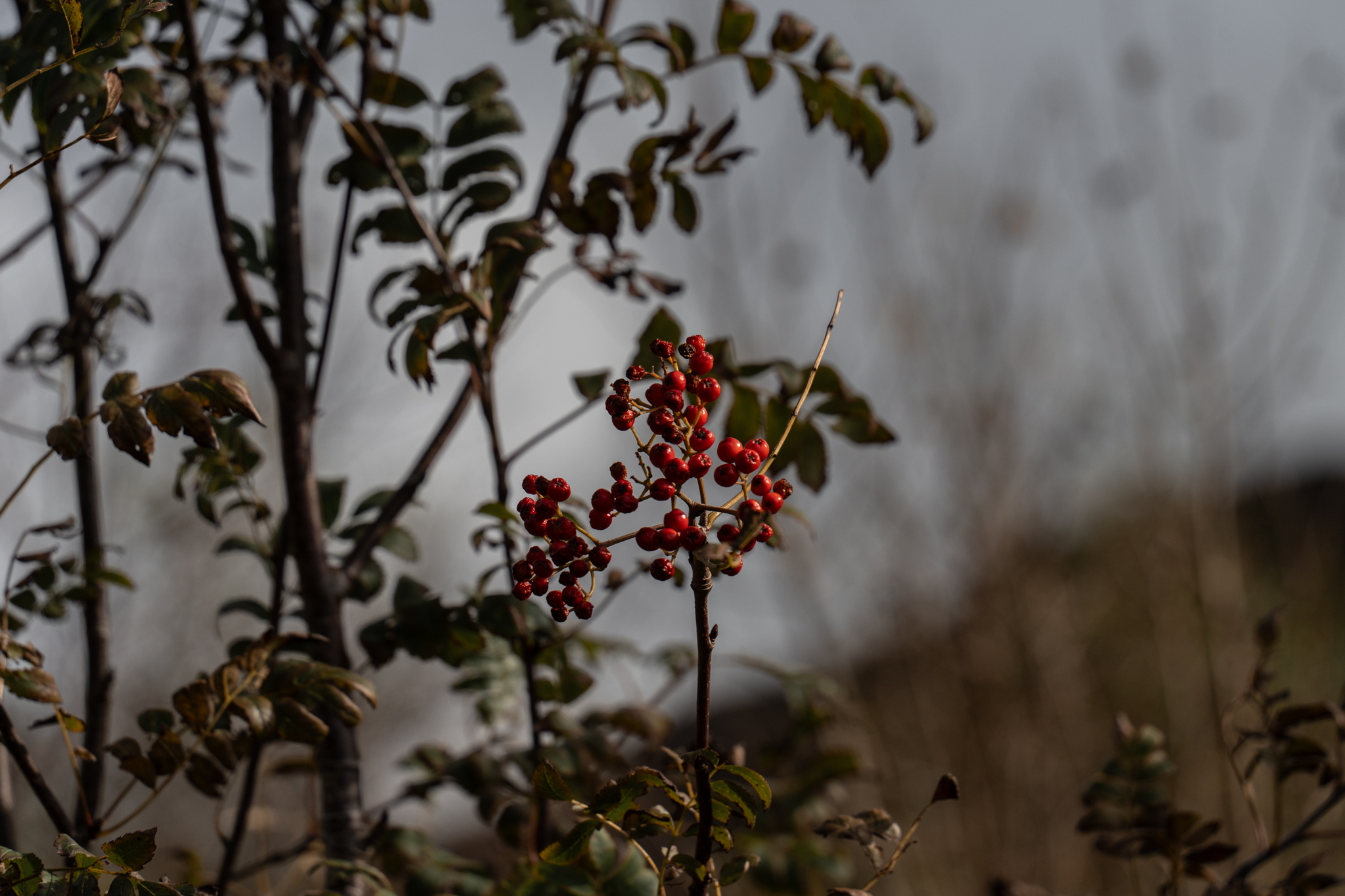 Scotland's flapper skate