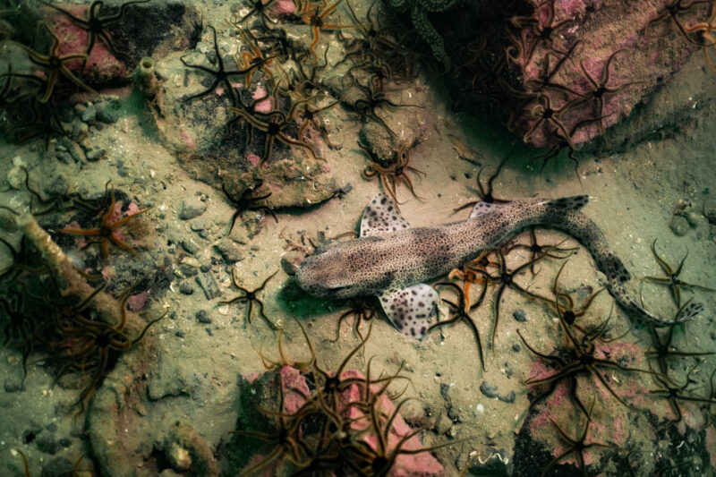 Scotland's flapper skate