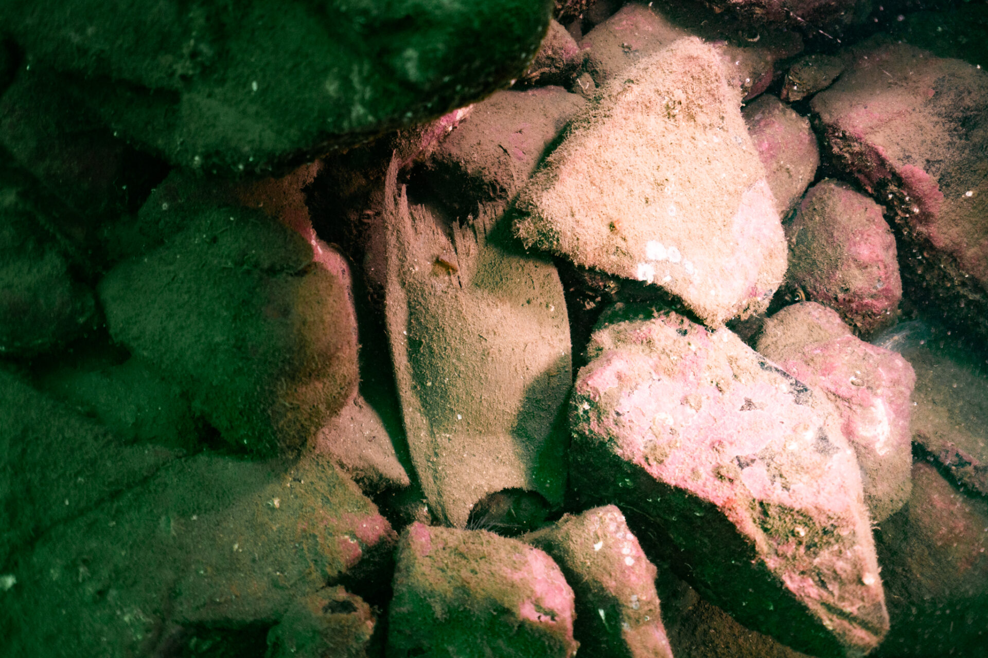 Scotland's flapper skate