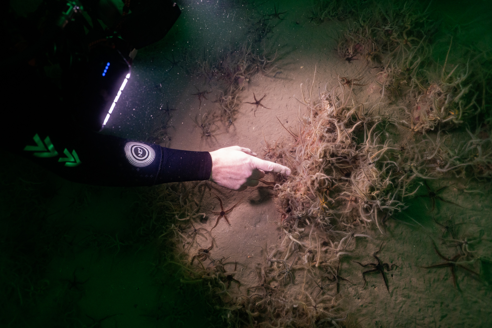 Scotland's flapper skate