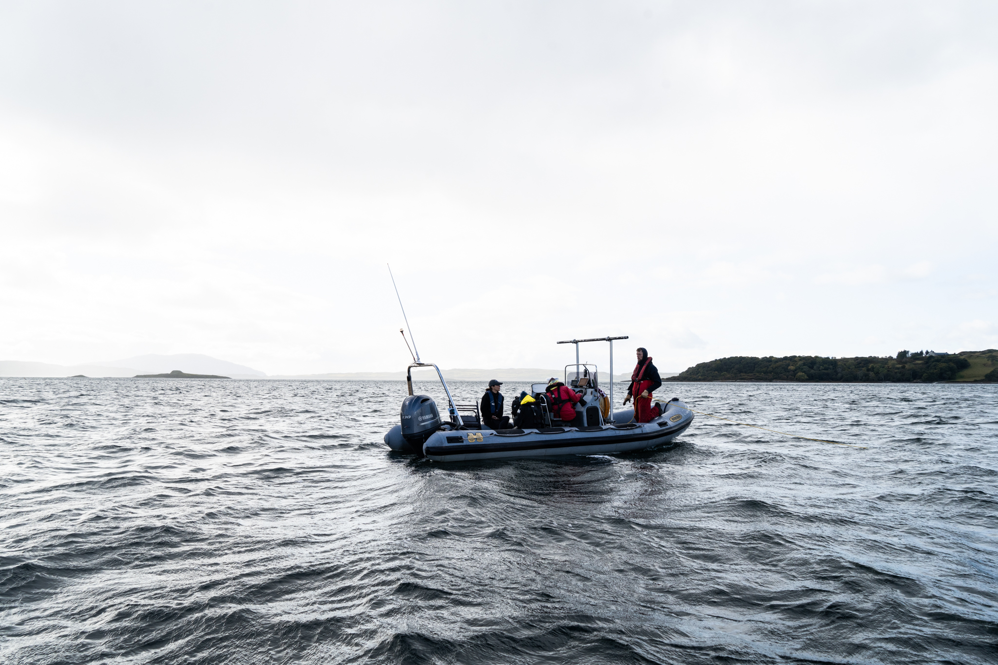 Scotland's flapper skate