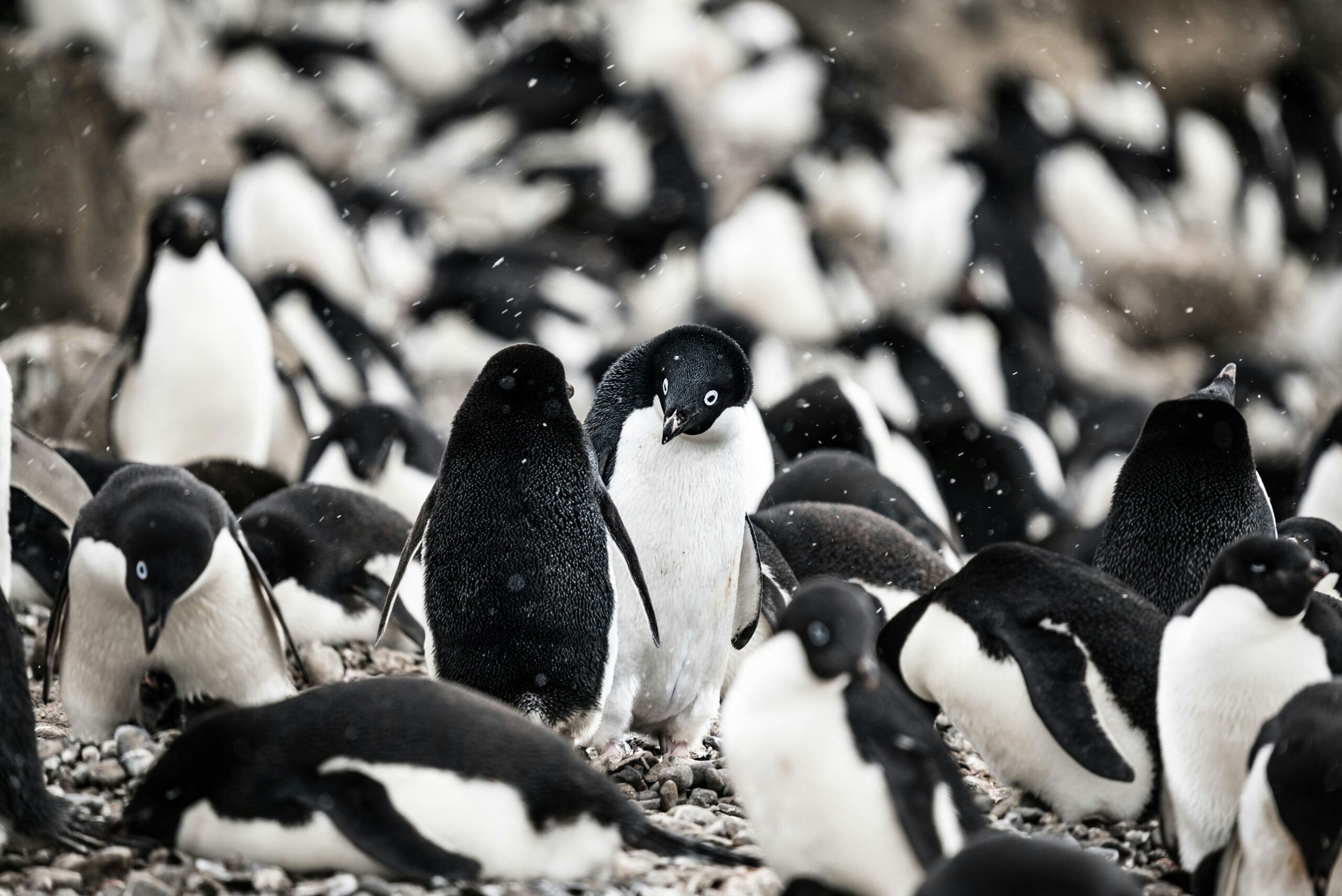 Antarctic DNA study reveals secrets of ancient Adelie penguins ...