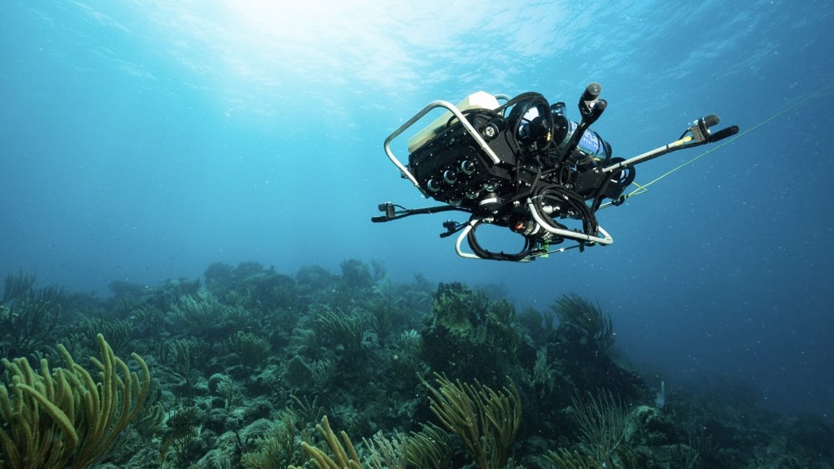Coral acoustics: AI trained to detect fish sounds faster than humans ...