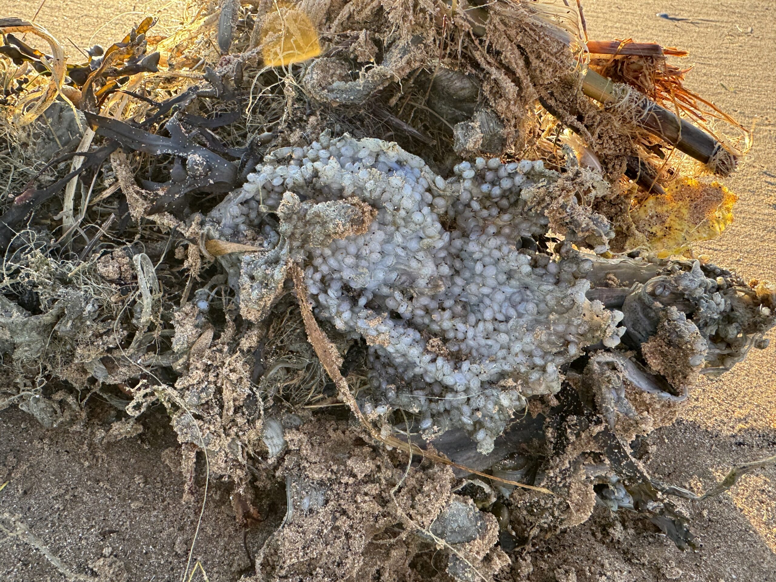 North Sea collision plastic pollution clean-up is a "race against time ...