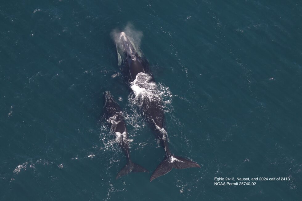 DEEP: Humans to permanently live underwater from 2027