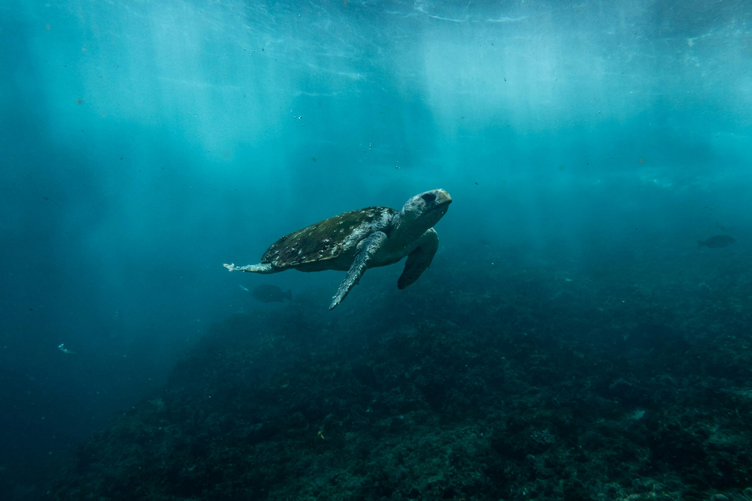 "Shocking" levels of microplastics found in sea turtle organs ...