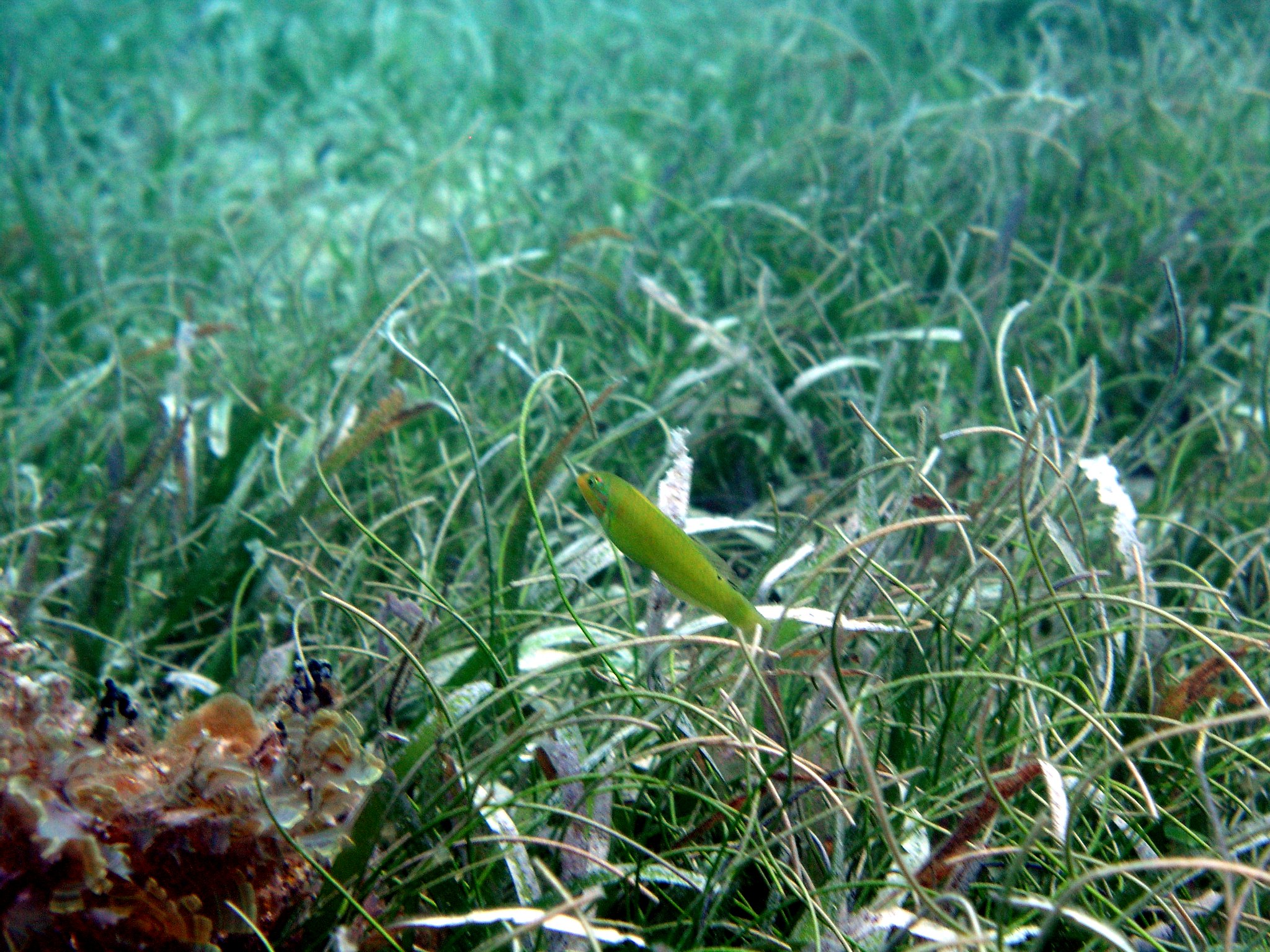 Tool intentions: Wrasse use 'anvil' technique to munch prey - Oceanographic