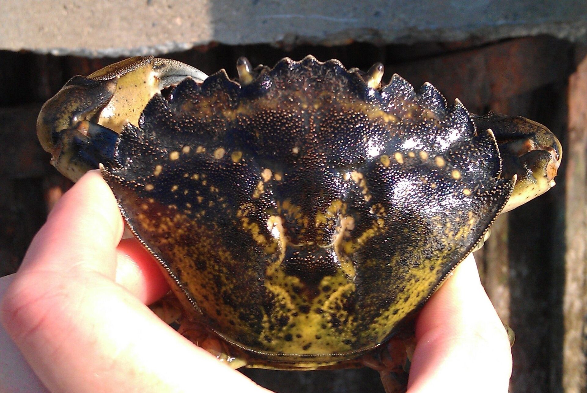 Creepy crustacean: Meet the deep sea predator named 'darkness ...