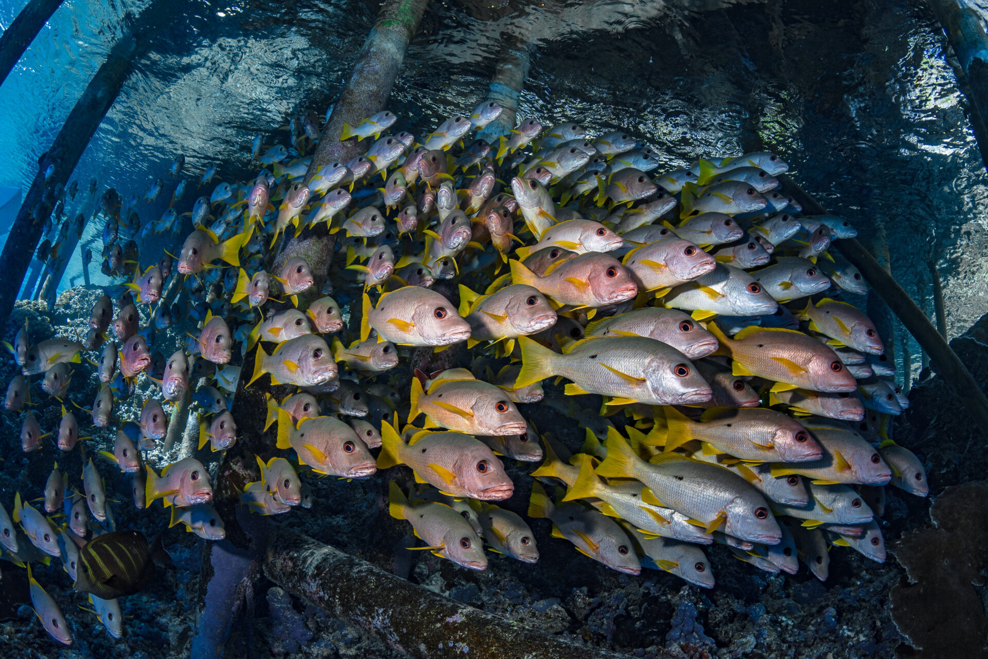 Rare deep-sea anglerfish seen for first time in broad daylight ...