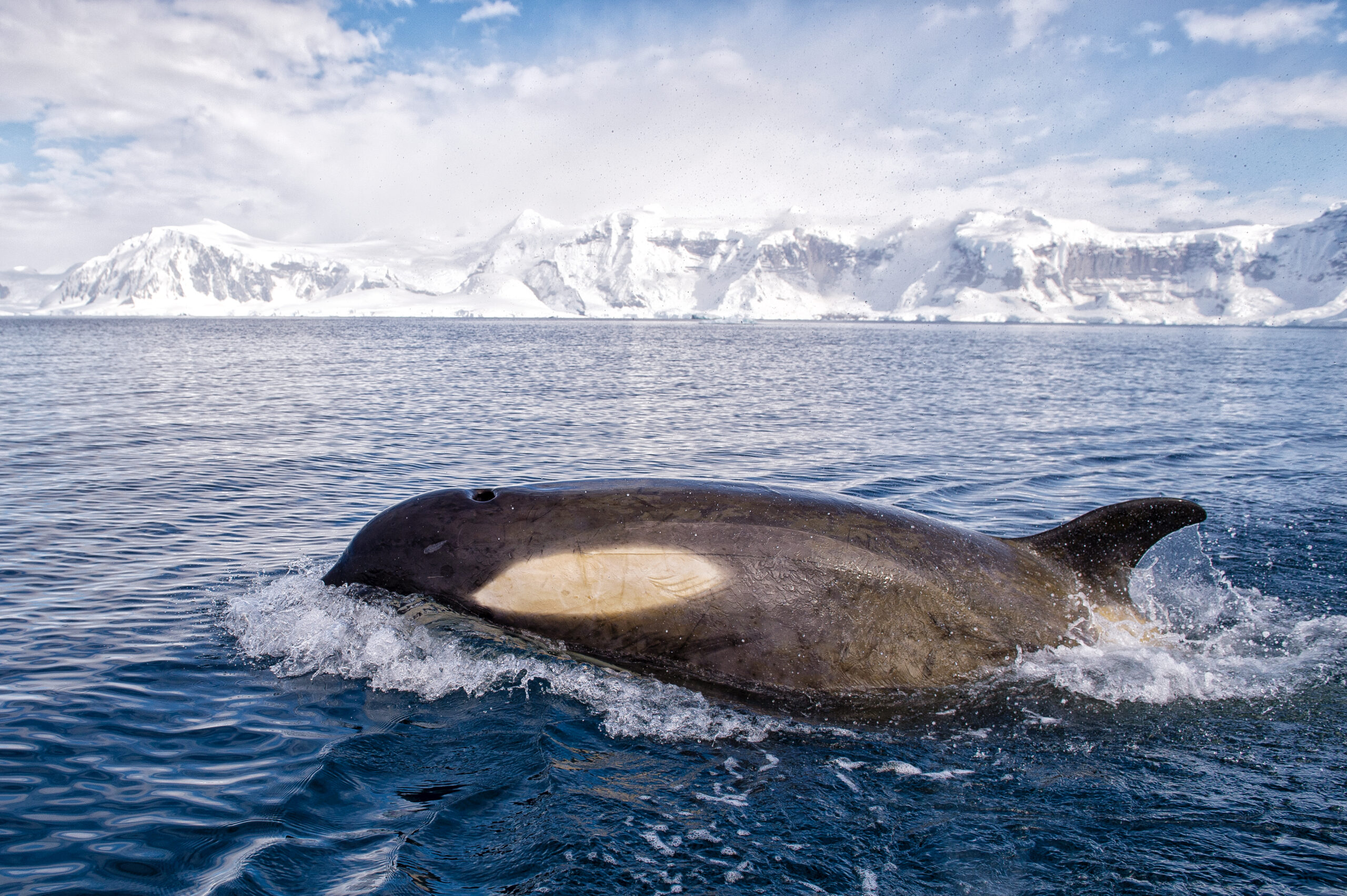 Cannibal killer whales a sign of evolution in action