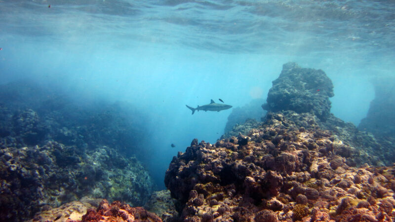DEEP: Humans to permanently live underwater from 2027