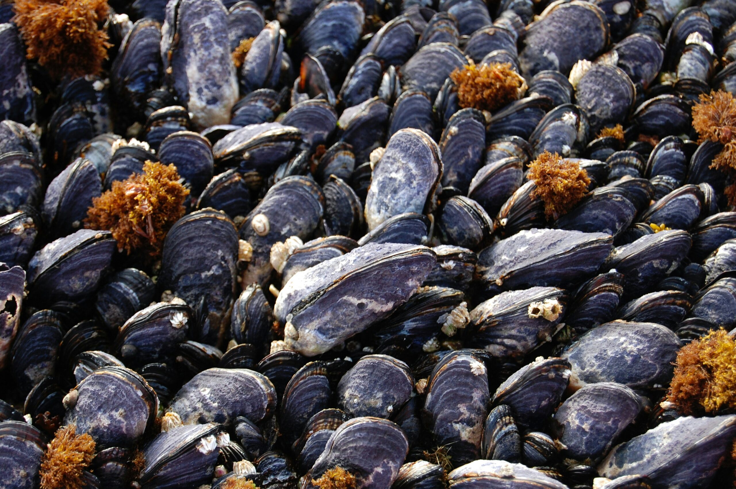 Mission to protect Asia's molluscs from climate change launches ...