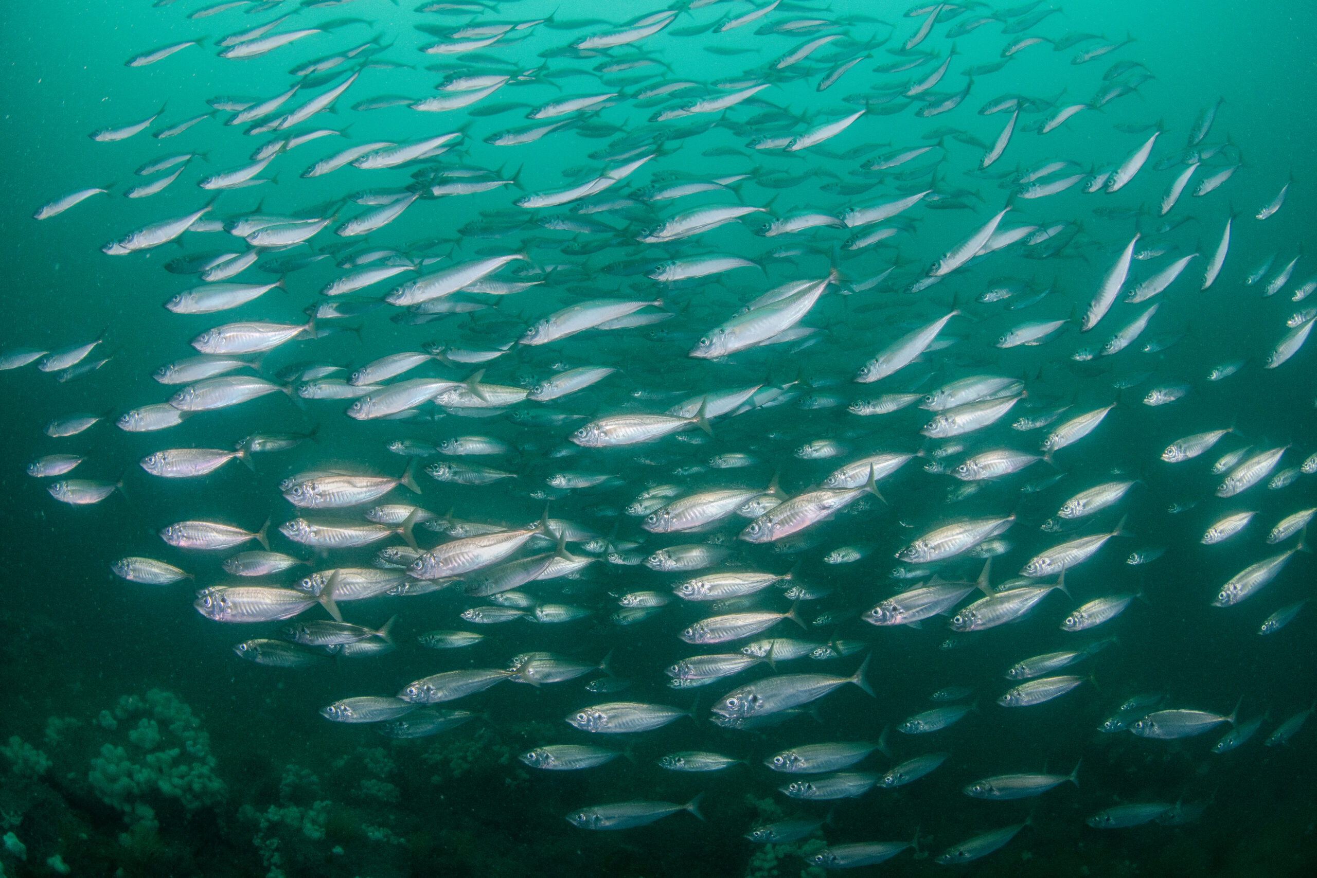 Good Fish Guide drops mackerel sustainability rating - Oceanographic