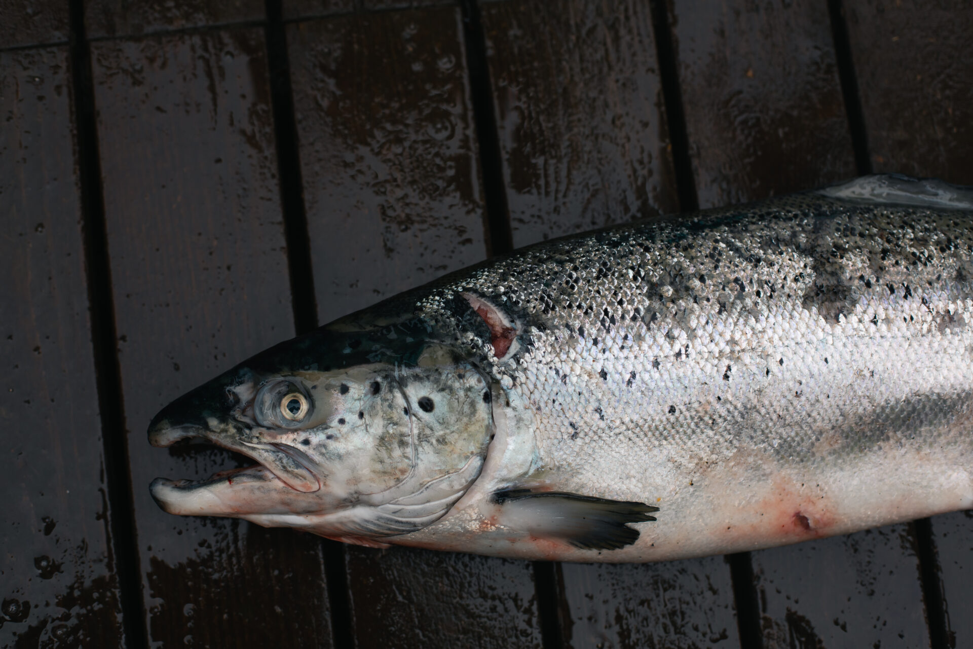 DEEP: Humans to permanently live underwater from 2027