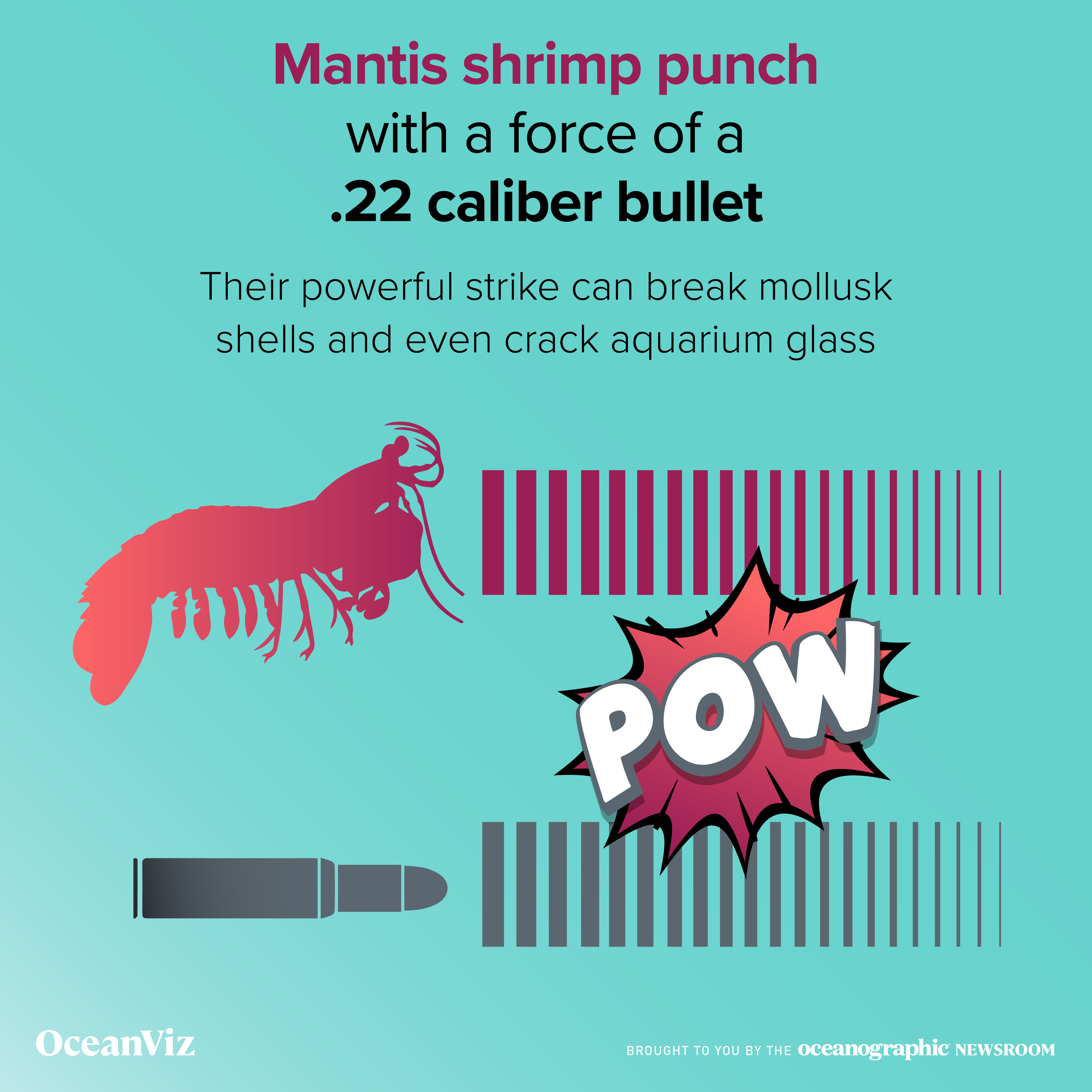 Mantis shrimp punch with a force of a .22 caliber bullet - Oceanographic