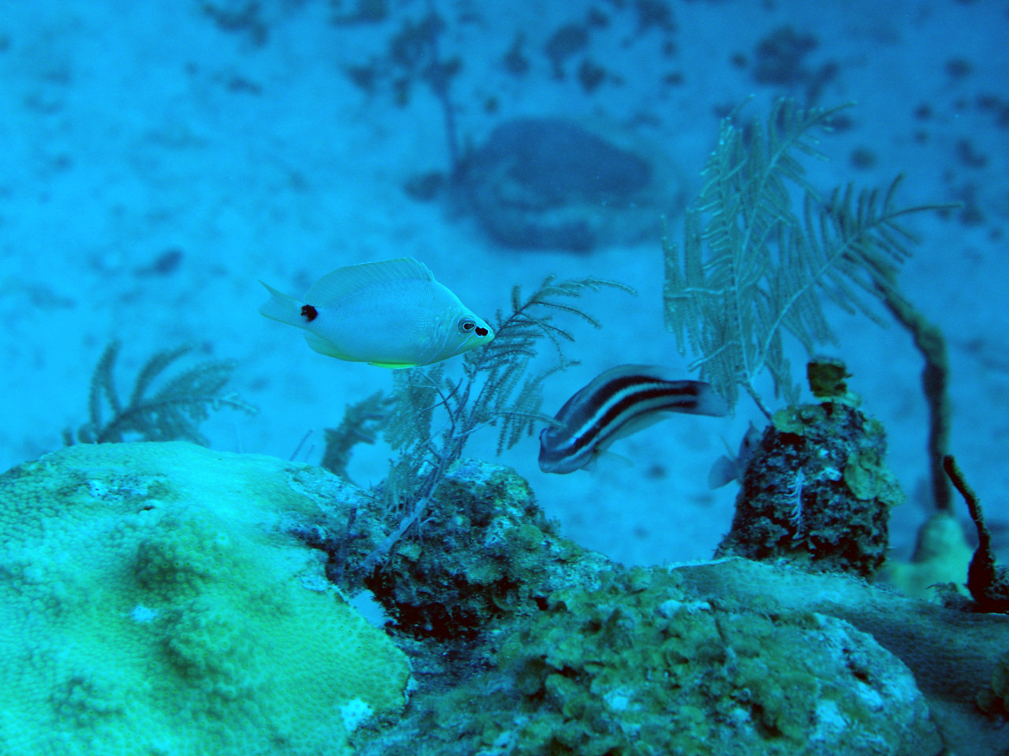 Creepy crustacean: Meet the deep sea predator named 'darkness ...