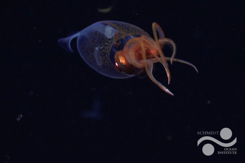 Colossal squid filmed alive on camera for first time ever - Oceanographic