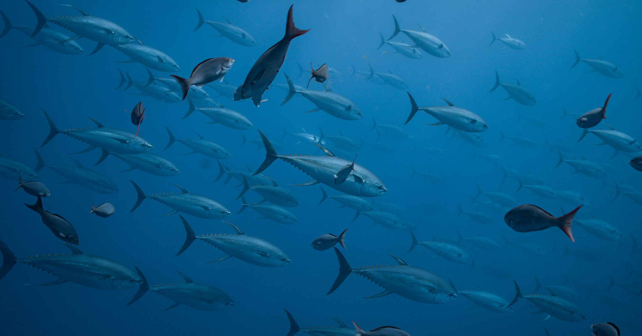 Revillagigedo Archipelago: Searching for yellowfins