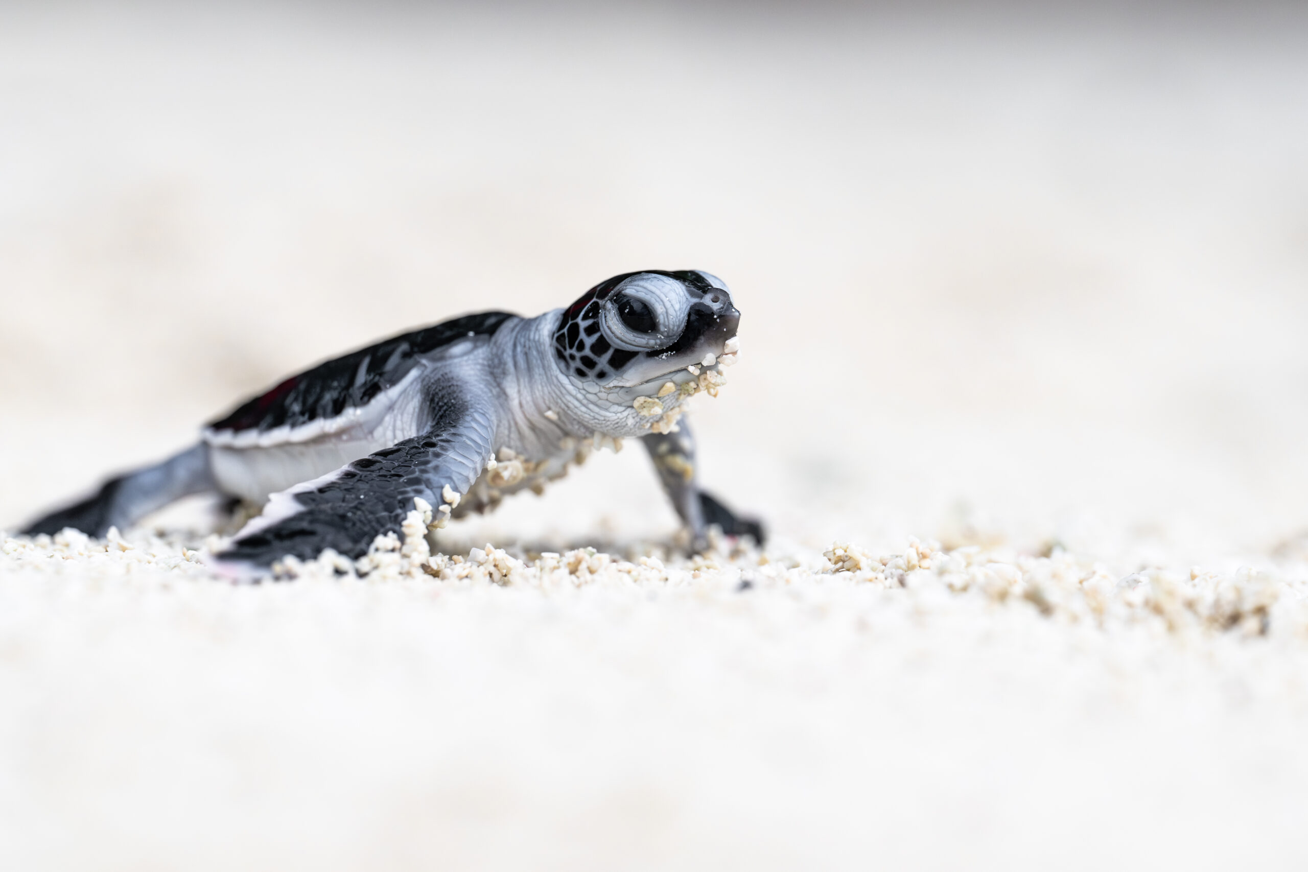 Conflict Islands: Turtle refuge Oceanographic