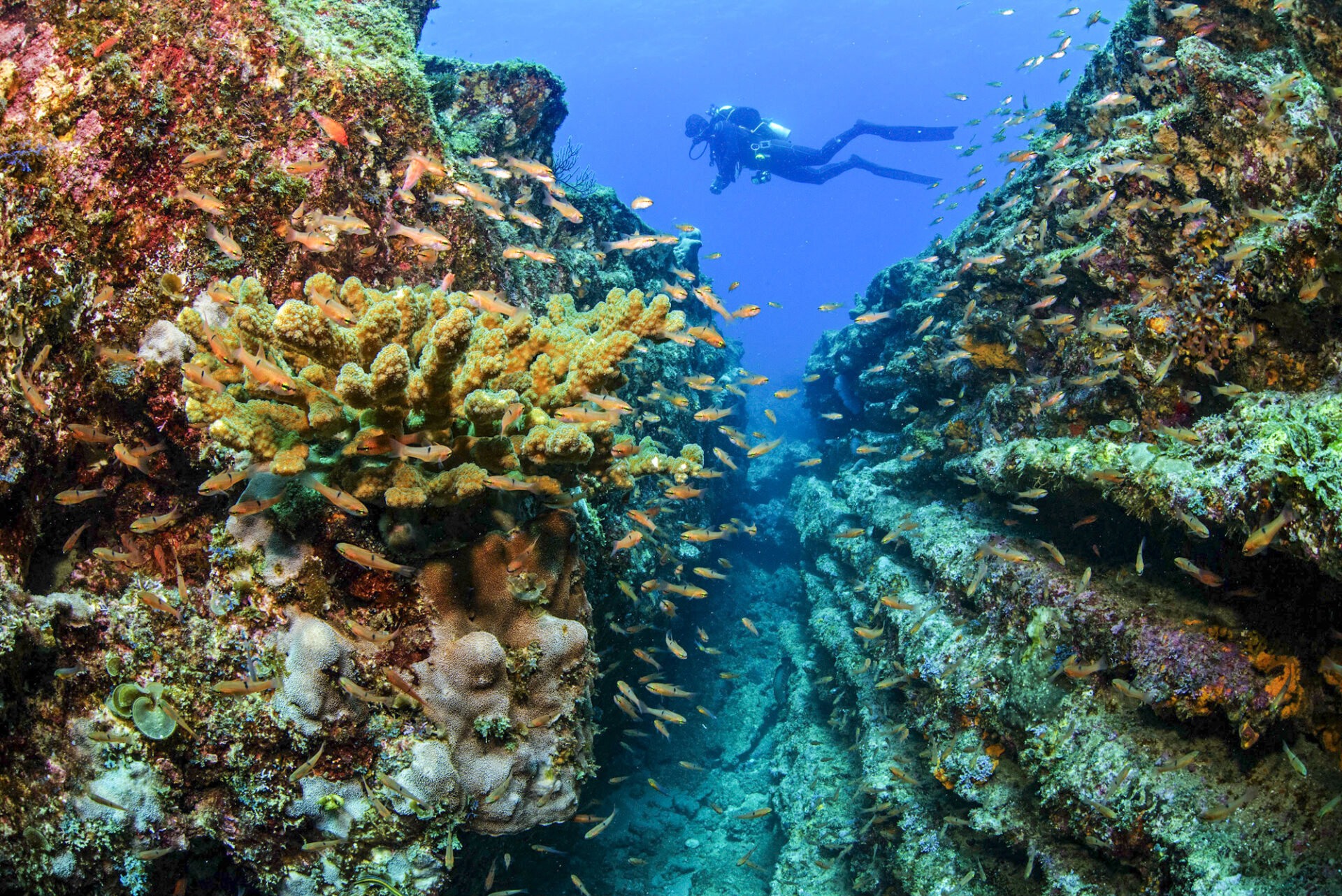 Over 40% of coral species now face extinction, says IUCN Red List ...