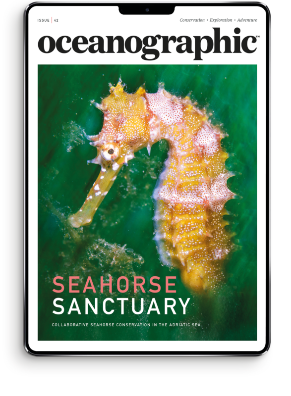 Scotland's flapper skate